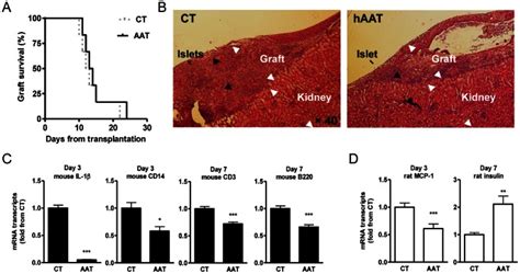 Rat Pancreatic Islets Were Grafted Into The Renal Subcapsular Space Of Download Scientific