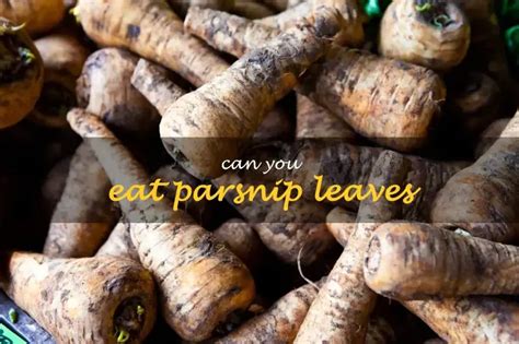 Can You Eat Parsnip Leaves Shuncy Can You Eat Parsnip Leaves Shuncy