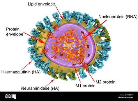 3d Illustration Of Influenza Virus Particle Structure The Virus Consists Of A Ribonucleic Acid