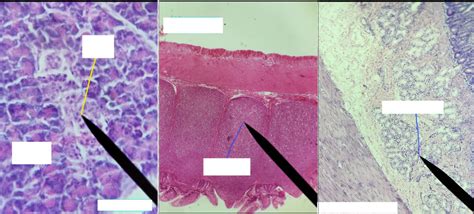 Microscope Slides Diagram Quizlet