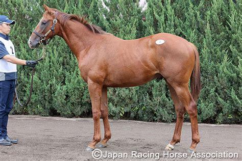 セレクトセールニュース速報｜セレクトセール2023特集｜競馬情報ならjra Van