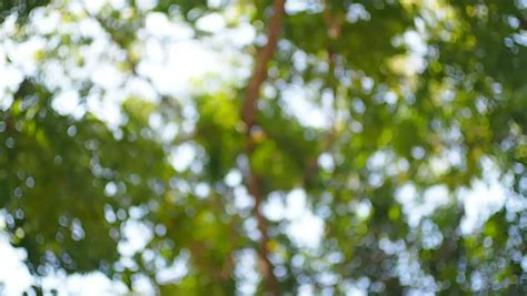 Blur Background Tree Nature Stock Footage Video Royalty Free Shutterstock