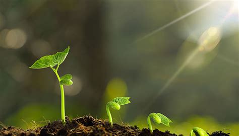 向阳而生的正能量句子 向阳而生的人生感悟万年历