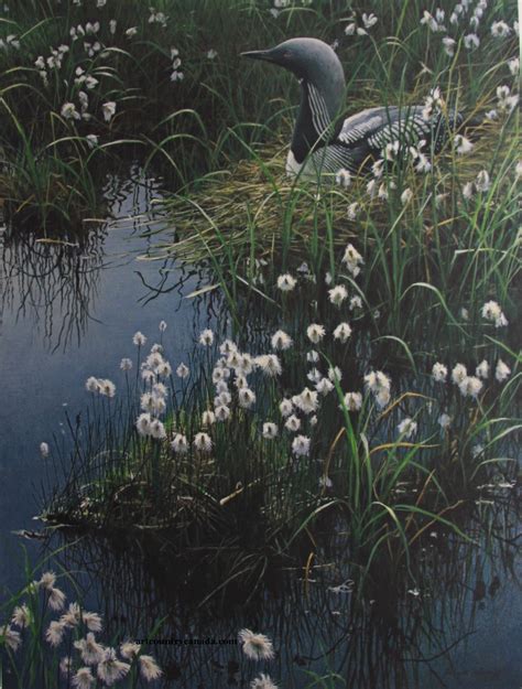 Art Country Canada Robert Bateman Arctic Loon And Cottongrass Offset