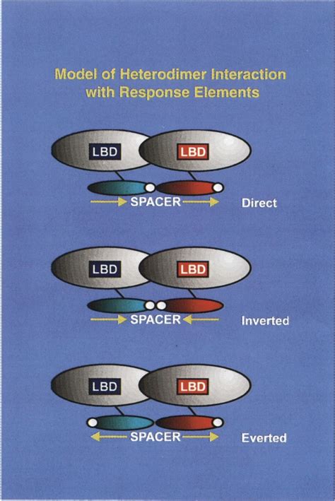 Human Nuclear Receptor Heterodimers Opportunities For Detecting