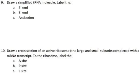 Draw Simplified Trna Molecule Label The 5 End… Solvedlib