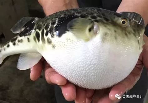 河豚吐起水的样子，哈哈哈哈哈哈哈哈哈凤凰网
