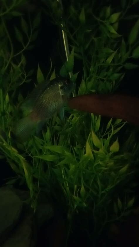 Can Anyone Help Identify My Acaras Sex Rcichlid