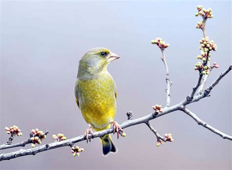 зеленика Author Blagoy Lulov Bil8104 Photo Forum