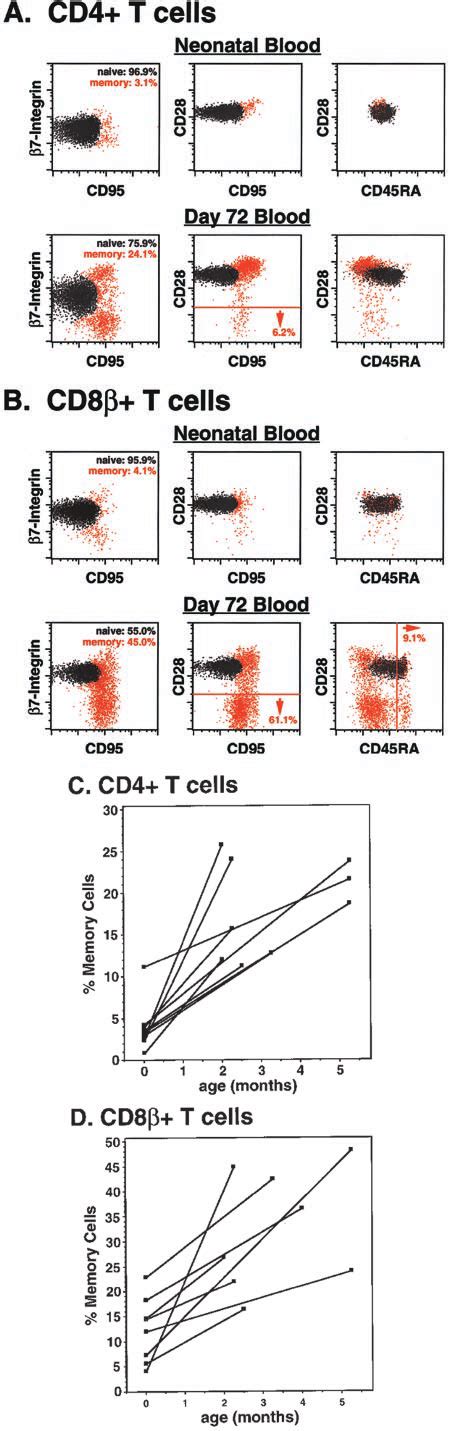 Peripheral Blood T Cells With A Putative Memory Phenotype Are Rare At Download Scientific