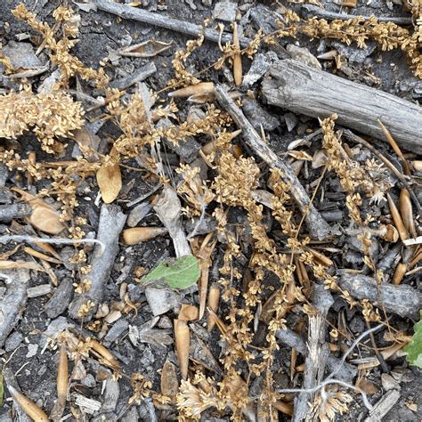 Tree Pollen Spring Time Allergies Vics Tree Service Uncategorized