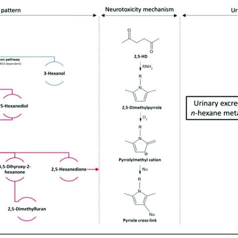 Hexane Reference Limits And Toxicological Evaluation Download