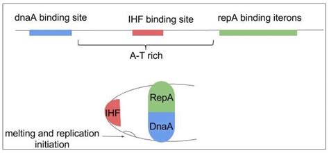 Plasmids 101 Stringent Regulation Of Replication