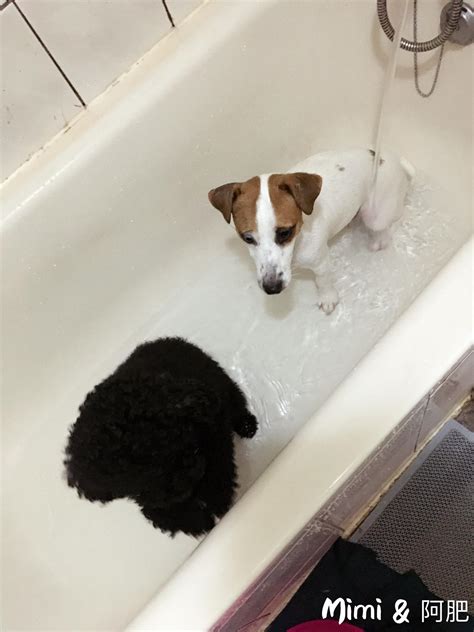 Mimi搞笑日記 幫阿肥洗澡妳來湊什麼熱鬧⋯ 自己跳進浴缸找水柱沖～是在spa嗎😂 只好兩隻一起洗香香了