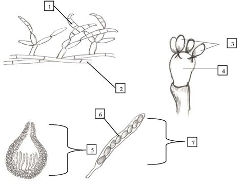Plant Pathology Midterm Review Diagram Quizlet