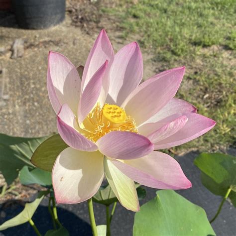 Ruby Gardner Un Pedazo De La Historia De Alabama Loto Raíz Desnuda