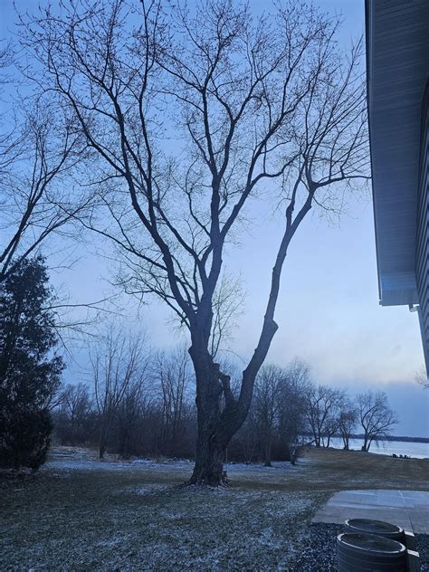 Have You Ever Bracedstrapped A Branch To The Main Tree In Case It Breaks It Doesnt Fall On The