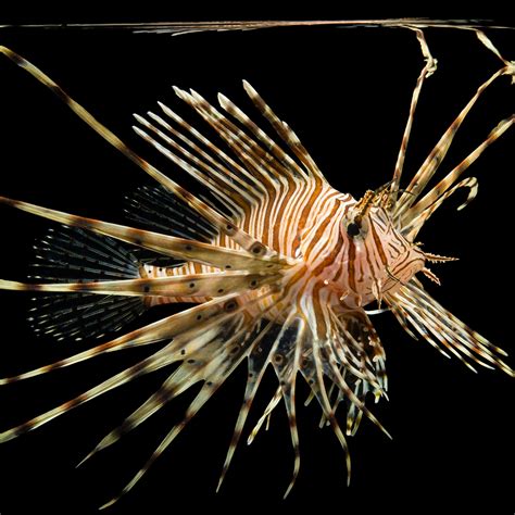 Oscar Fish Information