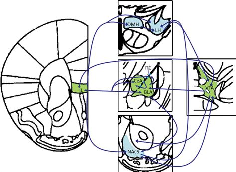A Unifying Model Of The Role Of The Infralimbic Cortex In Extinction And Habits