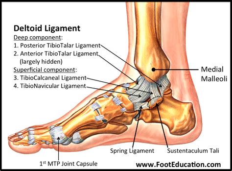 Anatomy Of The Foot Bones Anatomy Of The Foot Ankle Orthopaedia