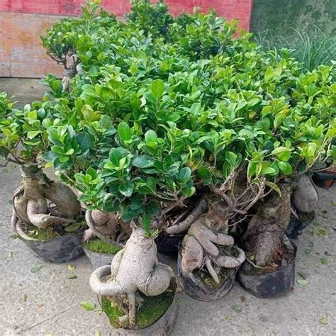 How To Plant Grow And Care For Ficus Microcarpa Bonsai Rmonsteraholic