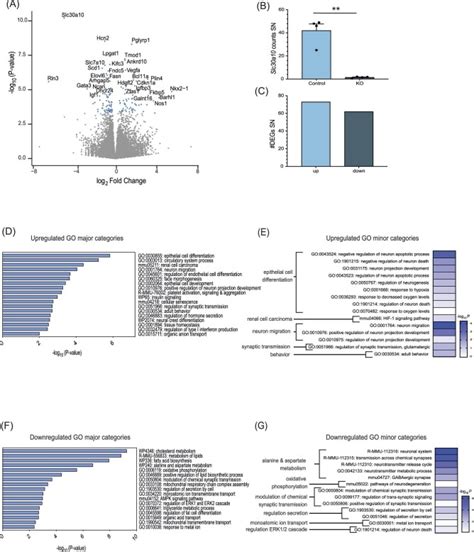 Loss Of Slc30a10 Manganese Transporter Alters Expression Of