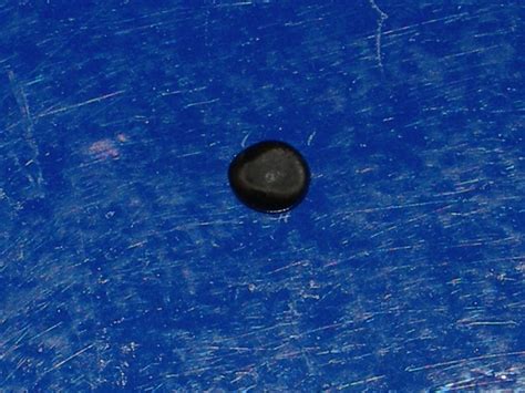 Lepidotes Member Collections The Fossil Forum