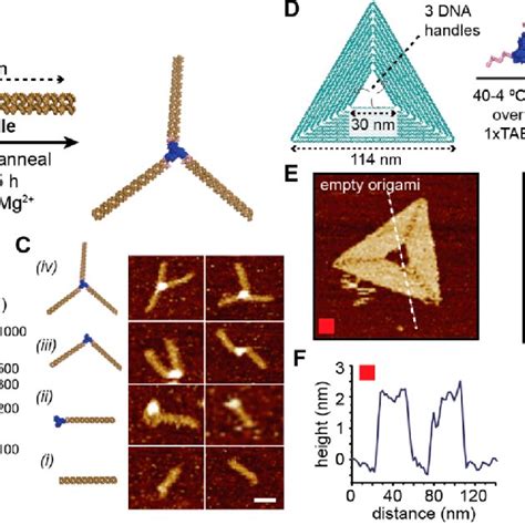 Nucleotide Sequences Of Adna Bdna And Complementary Dna Cdna