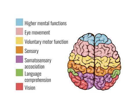 Free Vector Human Brain Anatomy Function Area Mind System Infographic Composition With Text
