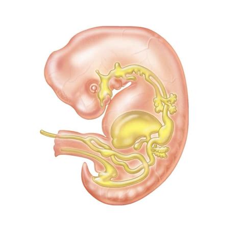 Endodermal Differentiation Diagram Quizlet