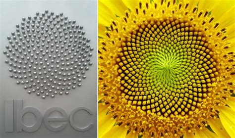 Sunflowers And Fibonacci Models Of Efficiency Thatsmaths