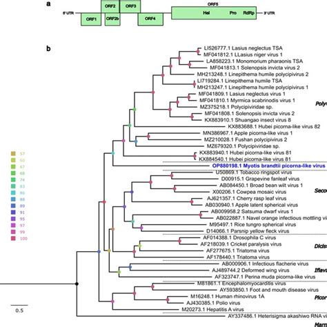 A The Genome Organization And Nt Length For Each S M And L Segment Download Scientific