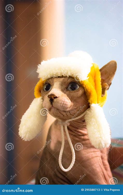 Bald Cat In Hat With Earflap Sphynx Kitty In Yellow Cap Funny Cute Naked Sphinx Stock Image