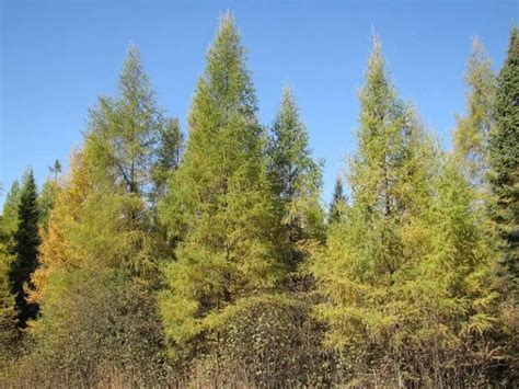 18 Common Trees Native To Maine Includes Evergreen Species
