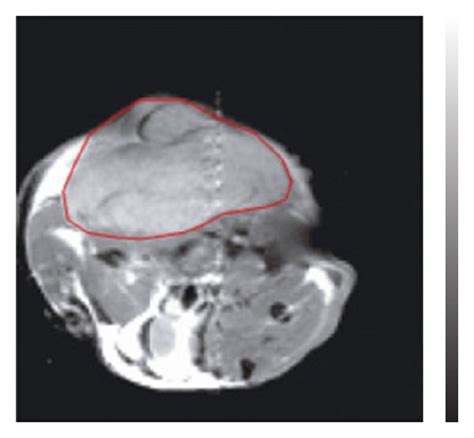 Hyperpolarized ¹³c Mr Spectroscopic Imaging Of Tumor Phe A ¹³c Mr Download Scientific