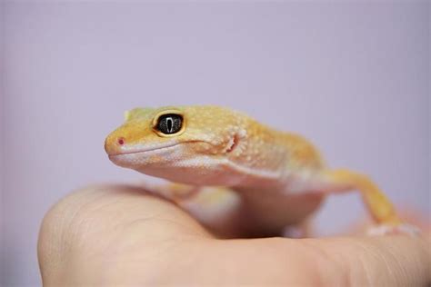 ヤモリの種類とその特徴｜飼育方法や必要なアイテムをくわしく紹介 爬虫類の飼い方について知りたいならあにまろ〜る
