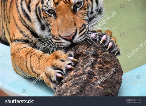Tiger Paw With Claws