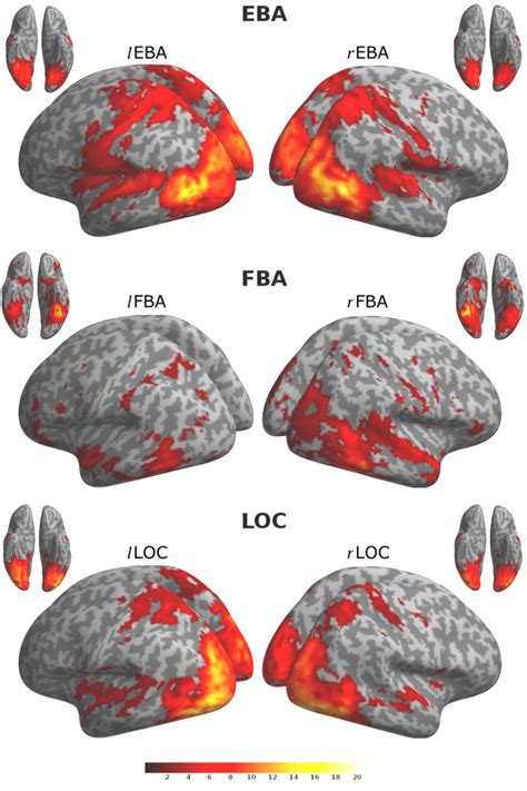 Whole Brain Connectivity Patterns For Eba Top Fba Middle And Loc