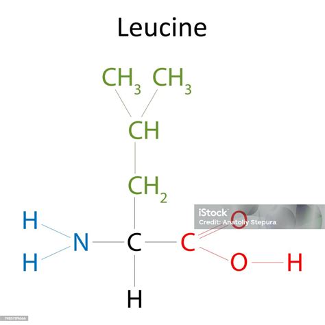 The Chemical Structure Of Leucine Stock Illustration Download Image Now Acid Amino Acid