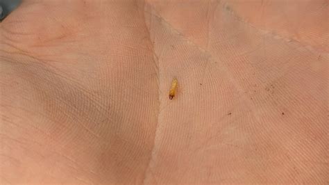 Termite Identification Rwhatsthisbug