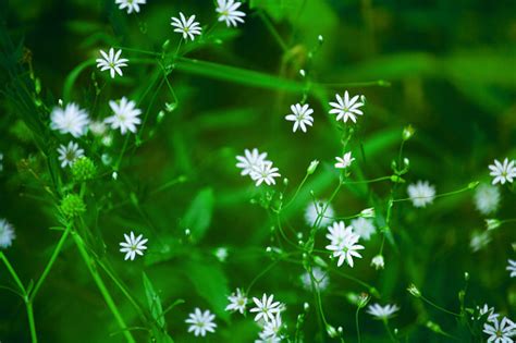 작은 섬세한 흰색 꽃은 흐린 녹색 잔디 배경에 꽃을 피우고 작고 부드러운 데이지 소프트 포커스 매크로 야생 피는 샤모마일 봄 자연 꽃 배경 여름 시즌 자연 개화기에 대한