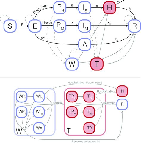Compartmental Structure Of The Model Individuals Are Classified By Download Scientific Diagram