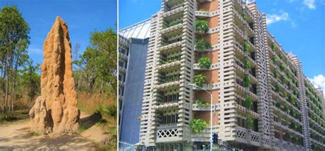 What Is Biomimetic Architecture And Why Young Architects Should Know About It Rtf Rethinking