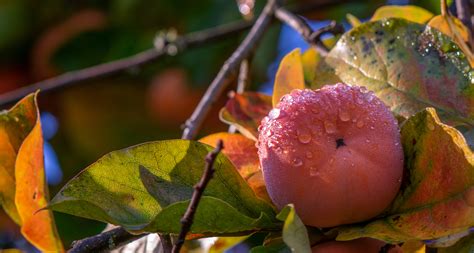 The Fuyu Persimmon Tree Minneopa Orchards The Fuyu Persimmon Tree Minneopa Orchards