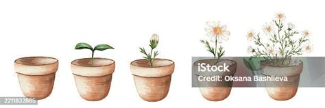 식물의 성장과 발달 단계 냄비에 카모마일 꽃 씨앗에서 묘목 묘목으로의 성장 씨앗으로부터의 진화 수채화 그림 흰색 배경에 손으로 그렸습니다 생태학 정원 0명에 대한 스톡 벡터