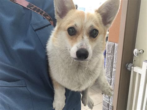 인천 서구 석남동에서 웰시 코기 펨브로크 발견 보호