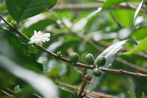 Eudr Geolocation Data And Supply Chain Mapping Guide Daarnhouwer And Co