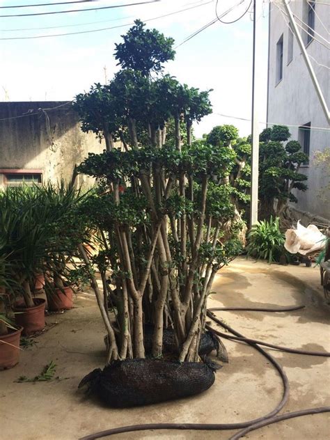 Green Clay Ficus Microcarpa Multi Stem For Garden At Best Price In Meerut