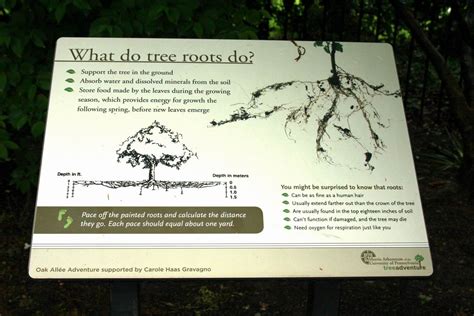 A Tree S Root System Revealed FineGardening