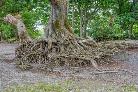 Exposed Tree Roots Stock Photo Image Of Grass Landscape 259119784